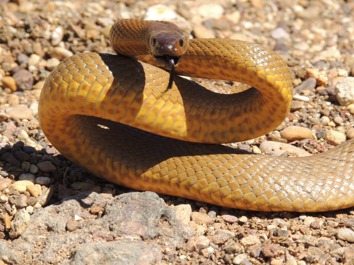 Hissconceptions | The Unravel